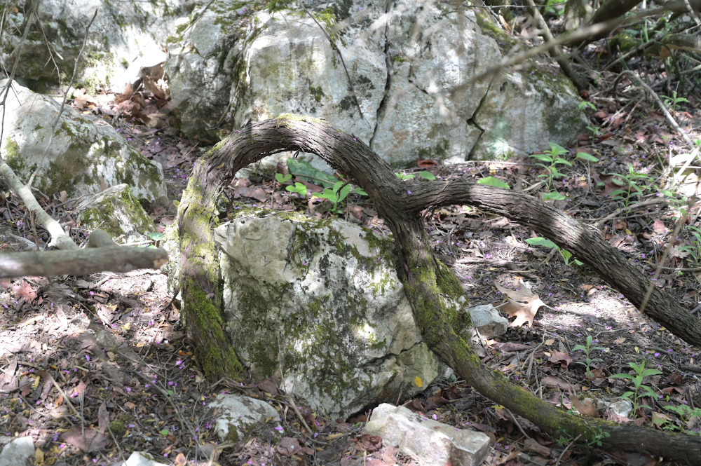 Une visite en Albanie avec la Société botanique de France - Histoires ...