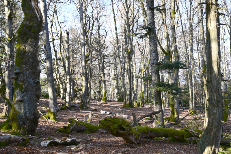 Les forêts naturelles dans les Vosges gréseuses - Histoires de Forêts ...