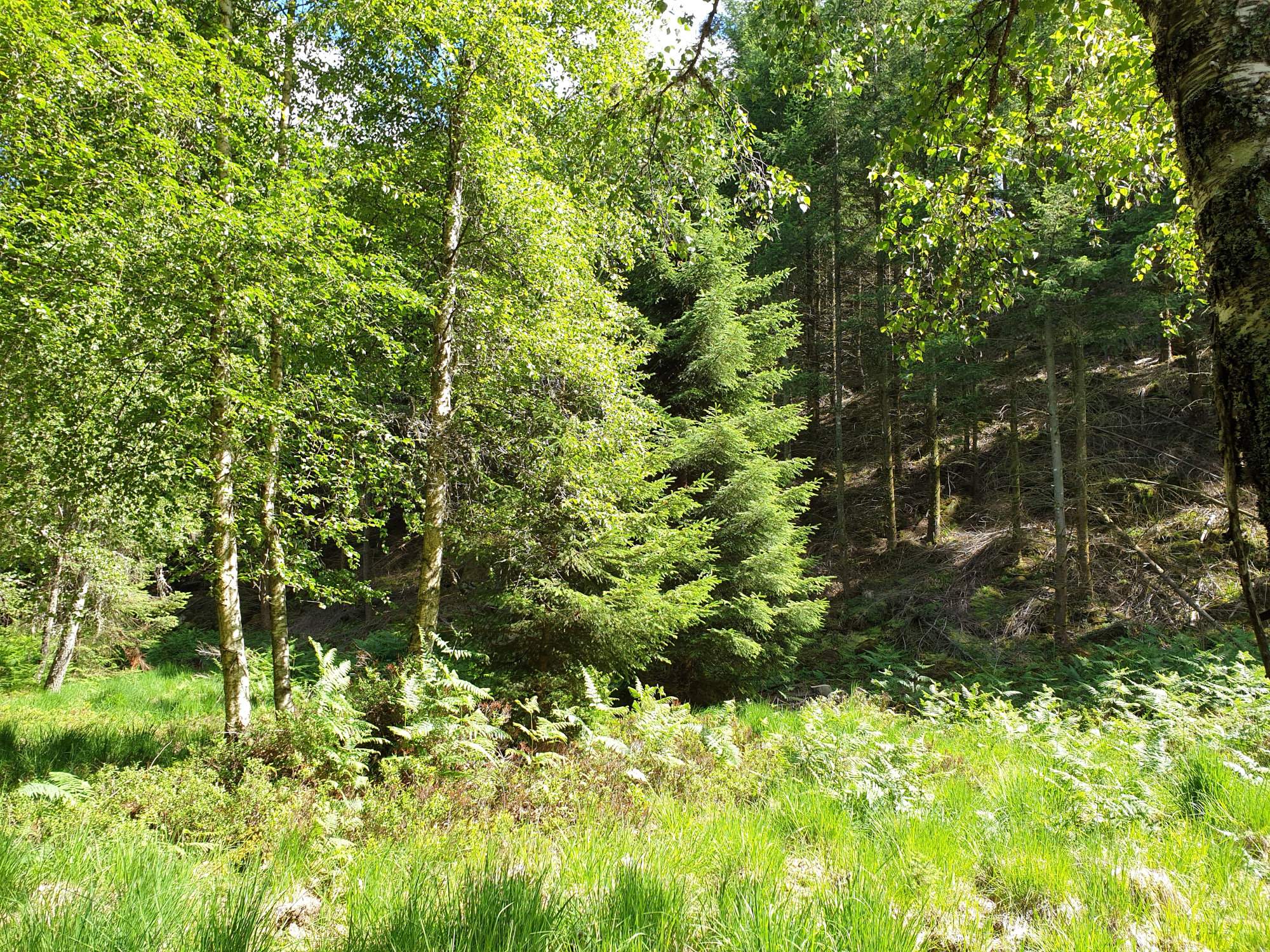 Les tourbières des Hautes Vosges gréseuses - Histoires de Forêts ...