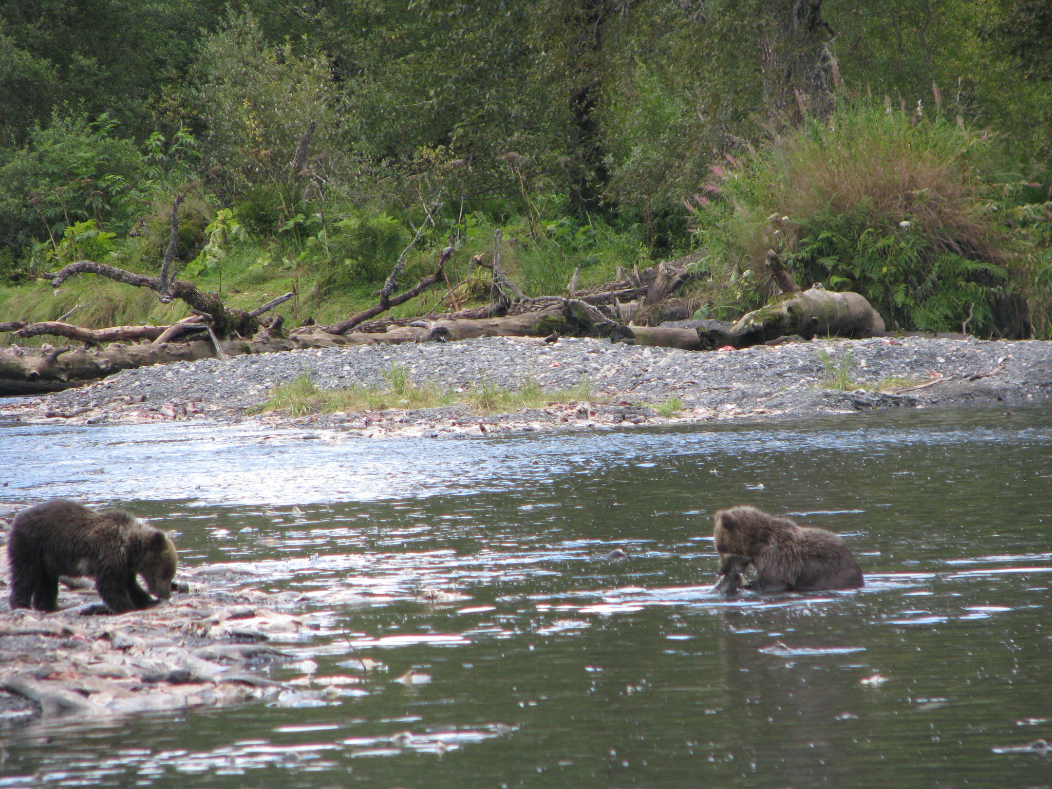 Une rencontre avec les ours de l’île de Kodiak, Alaska - Histoires de ...