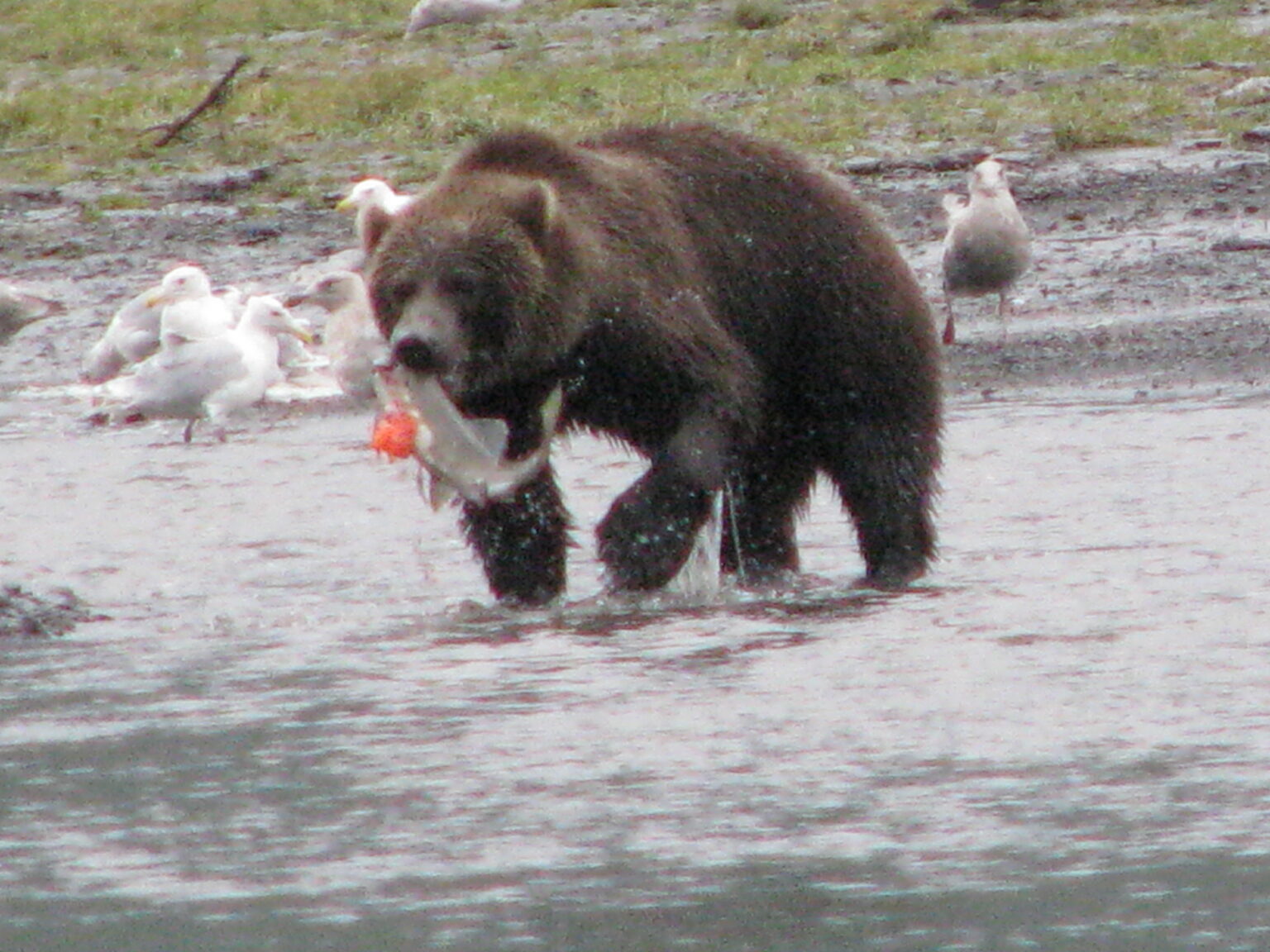 Une rencontre avec les ours de l’île de Kodiak, Alaska - Histoires de ...