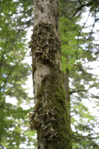 Les forêts naturelles dans les Vosges gréseuses - Histoires de Forêts ...