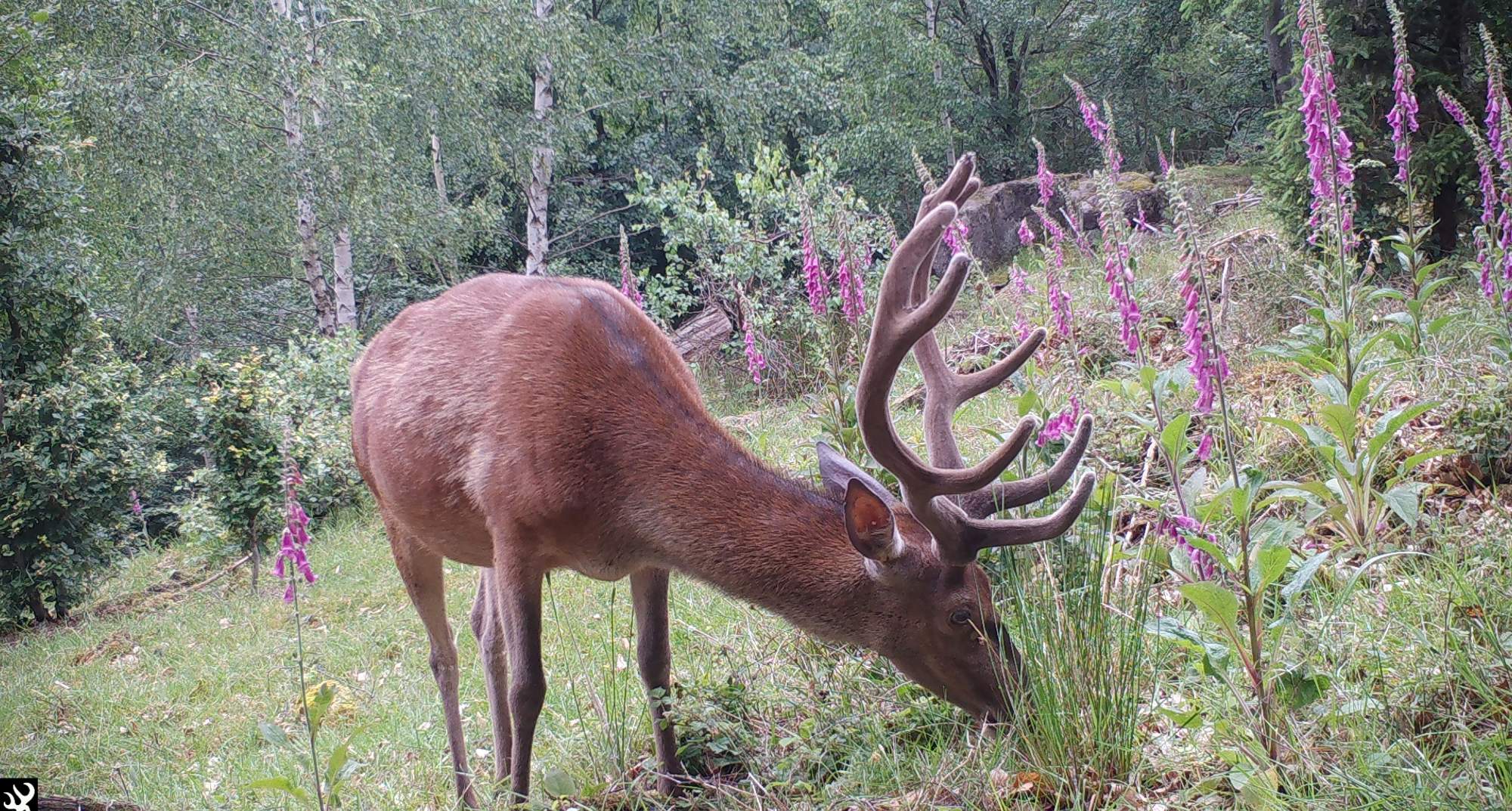 Le cerf, un élément indispensable dans l’écosystème vosgien - Histoires de Forêts - Annik Schnitzler