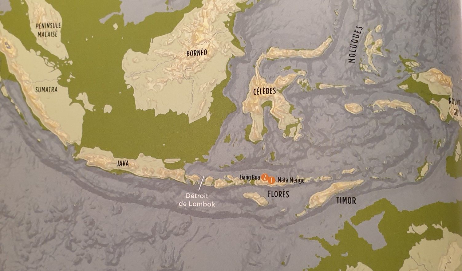 Dragon et volcans dans l’archipel de Flores, Indonésie - Histoires de ...