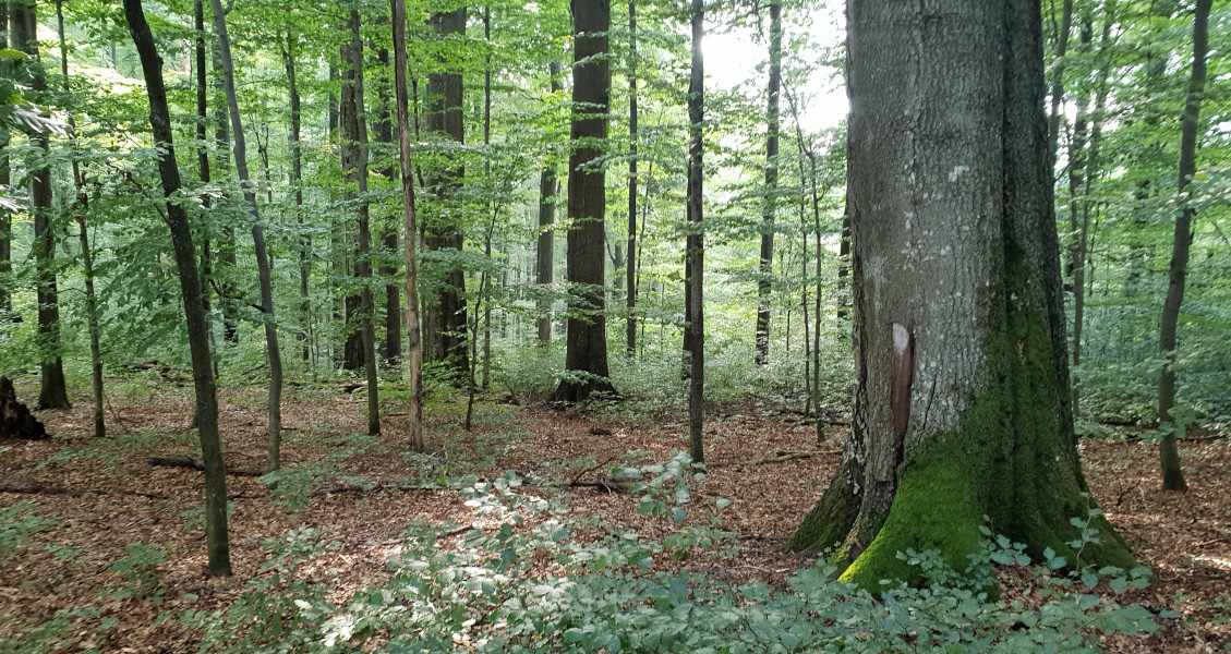 Les forêts naturelles dans les Vosges gréseuses - Histoires de Forêts ...