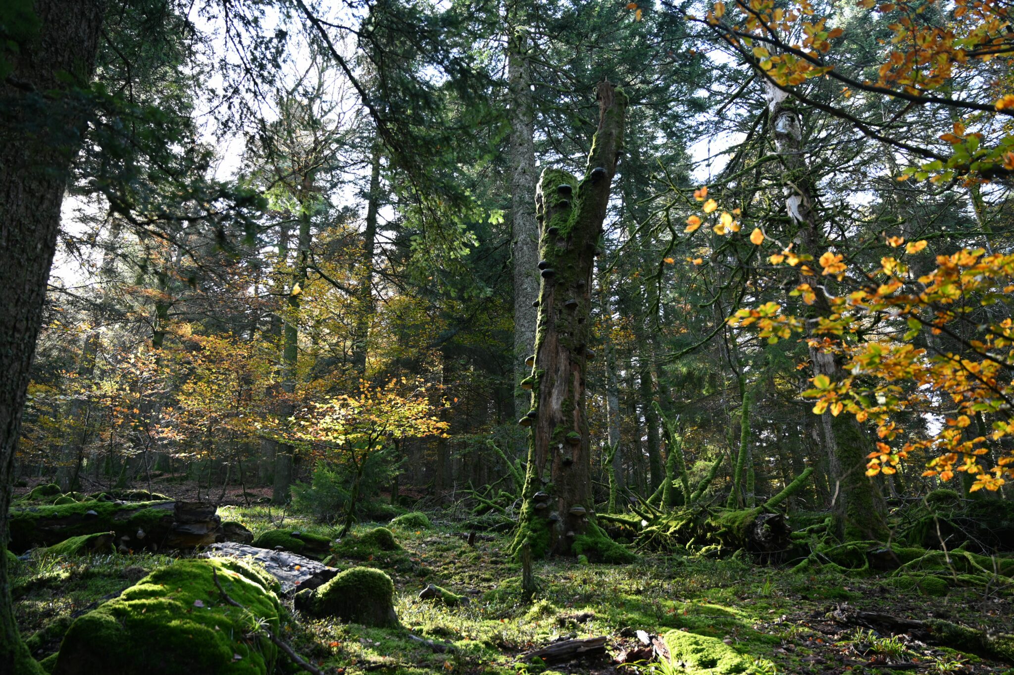 Un haut lieu de biodiversité des Hautes Vosges gréseuses : la réserve ...