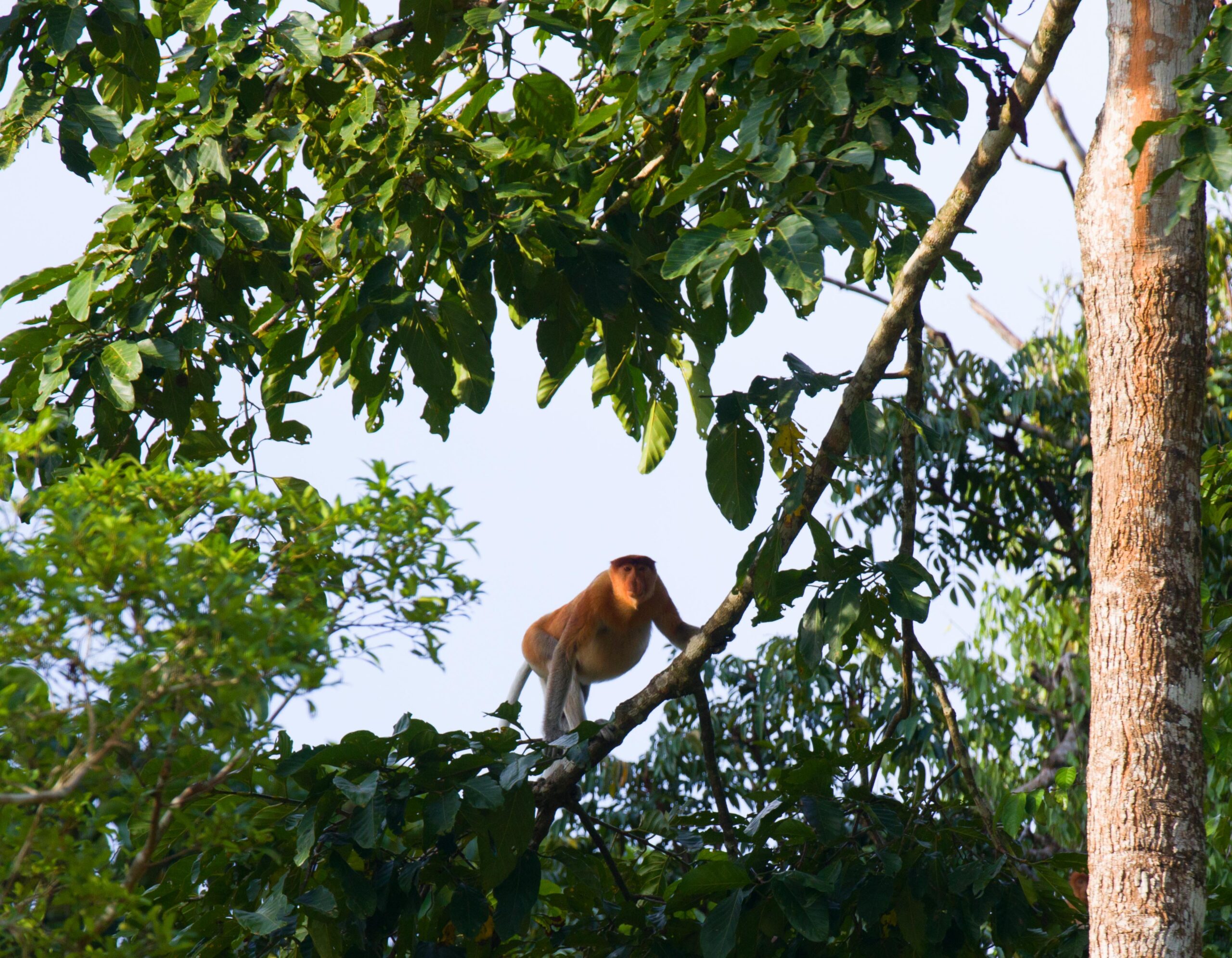Les forêts tropicales de Bornéo, Indonésie - Histoires de Forêts ...