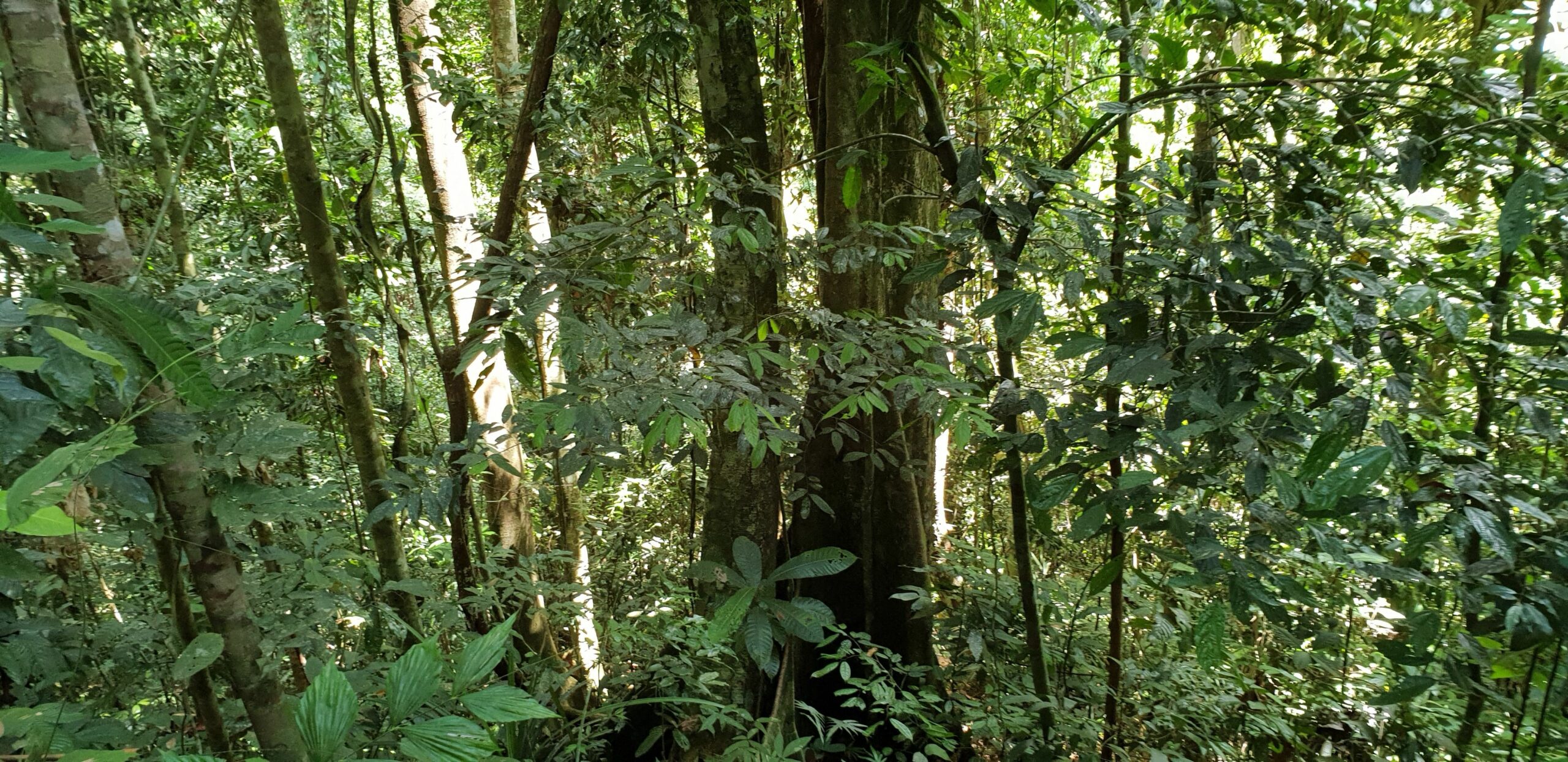Les forêts tropicales de Bornéo, Indonésie - Histoires de Forêts ...