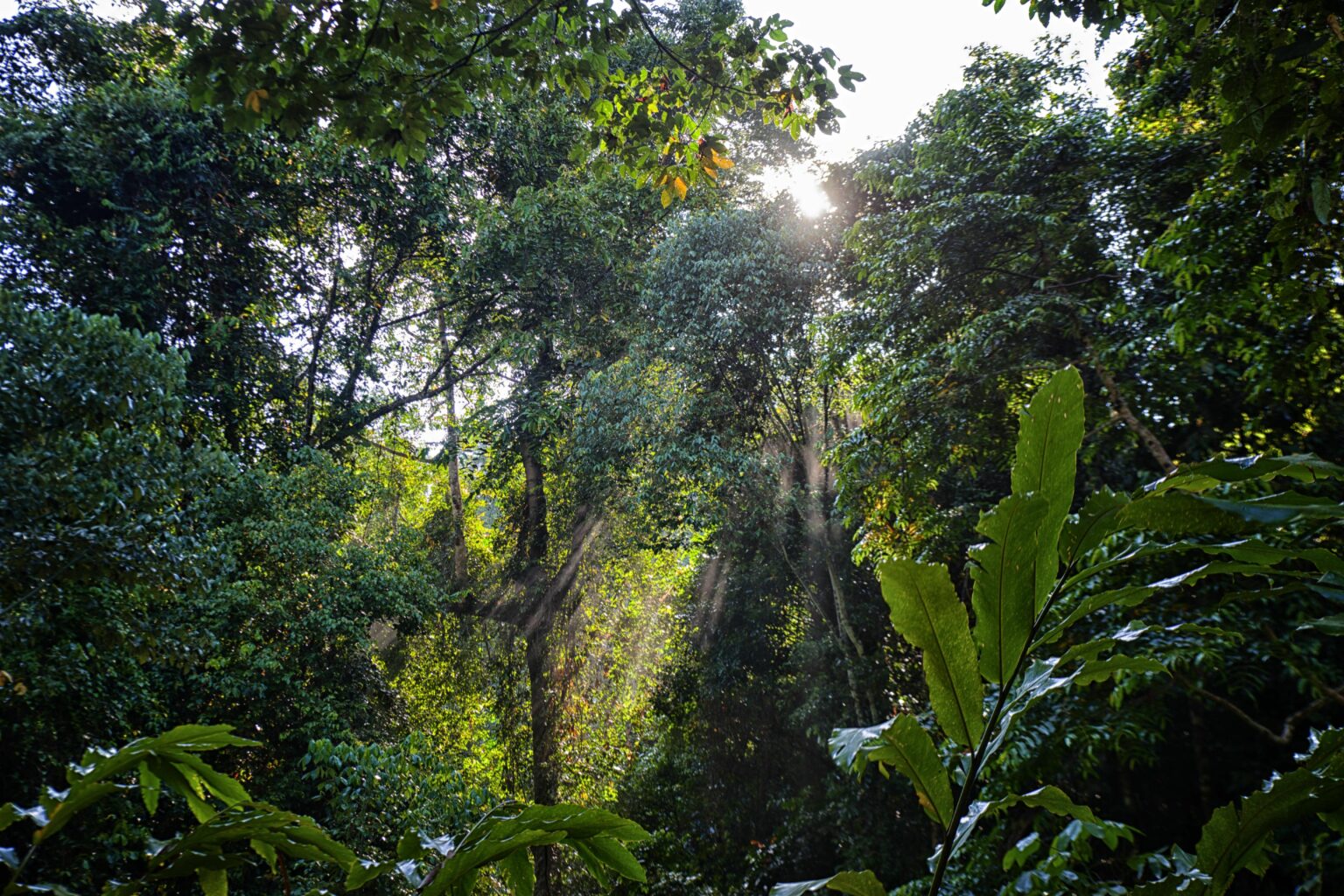 Les forêts tropicales de Bornéo, Indonésie - Histoires de Forêts ...