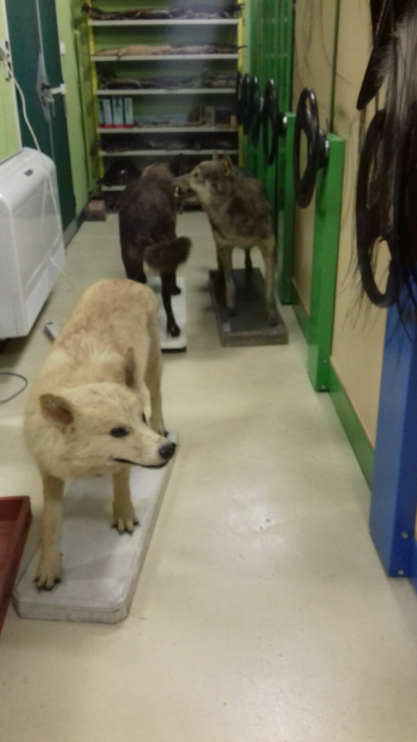 Reconstitution de l’histoire des loups français par la génétique ...