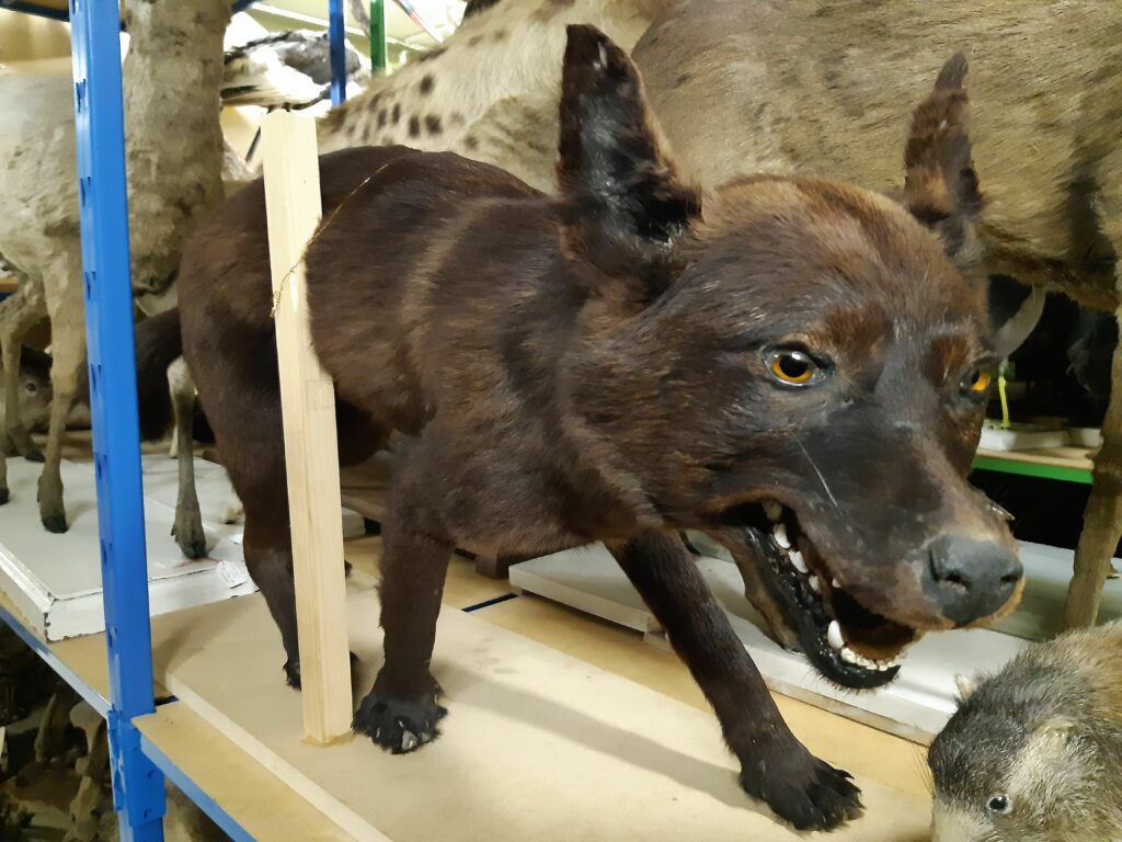 Reconstitution de l’histoire des loups français par la génétique ...