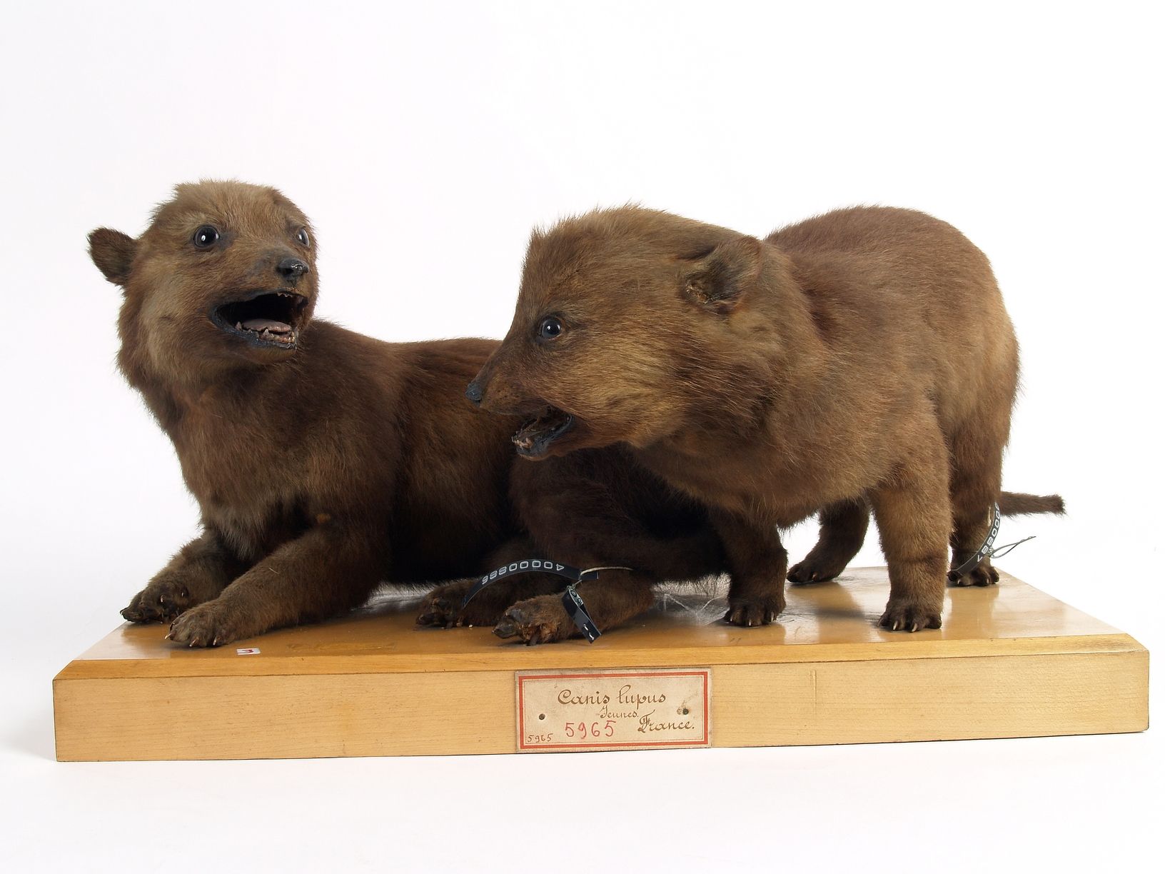 Reconstitution de l’histoire des loups français par la génétique ...
