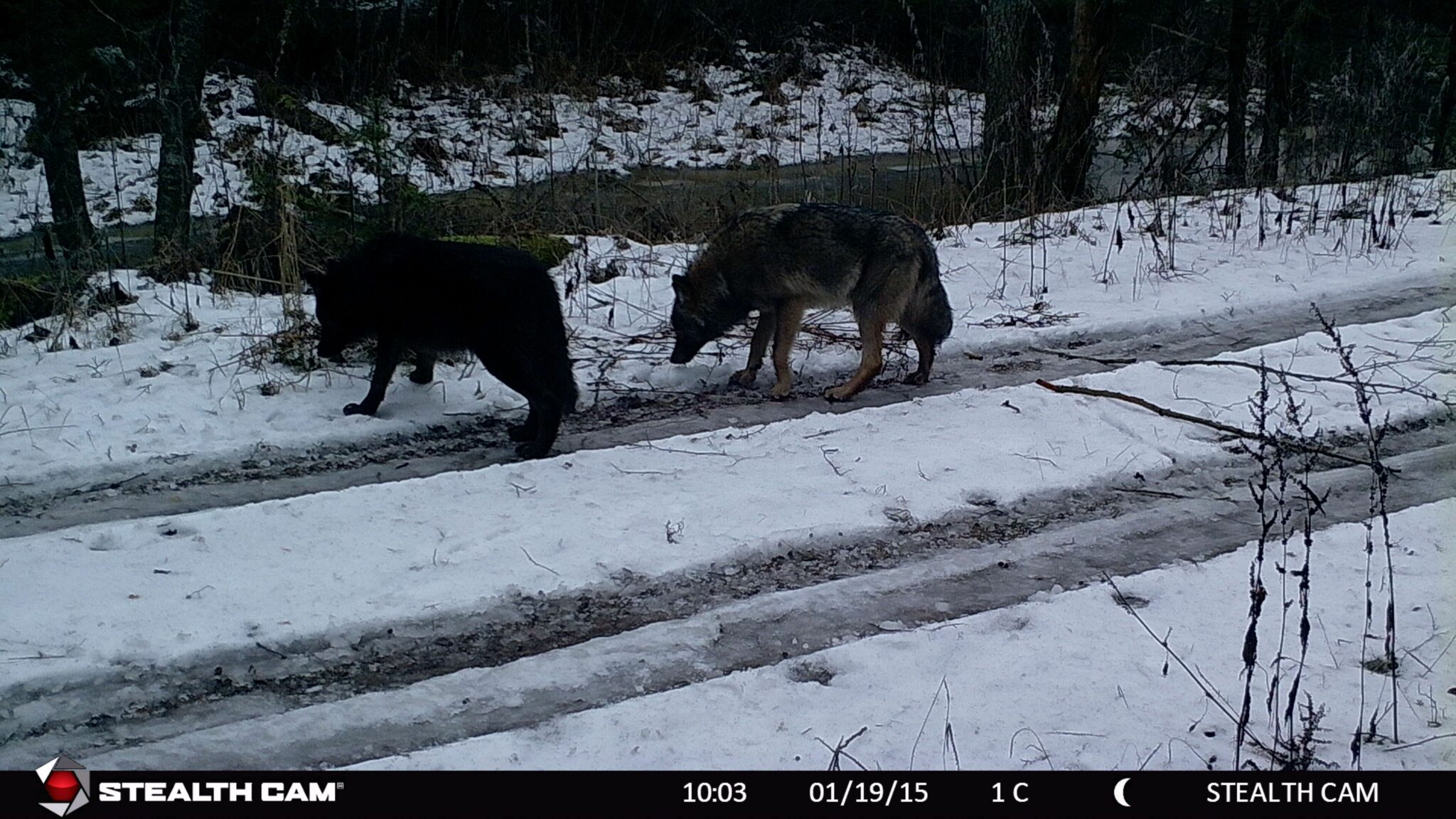 Reconstitution de l’histoire des loups français par la génétique ...
